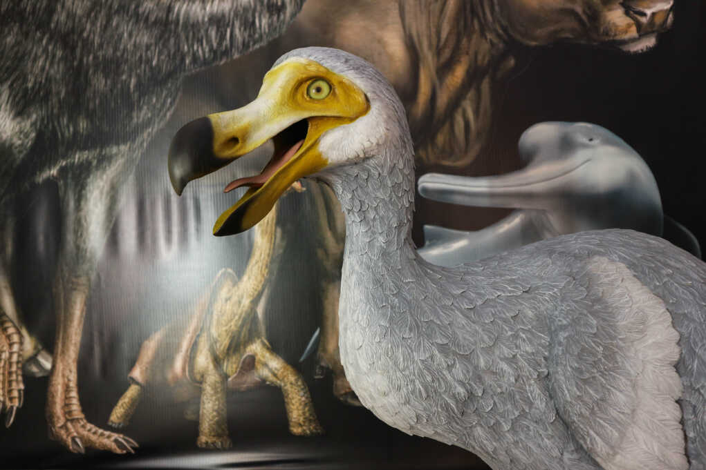 Dodo Resurrection: Ethical Debate Ignites | Political Insiders