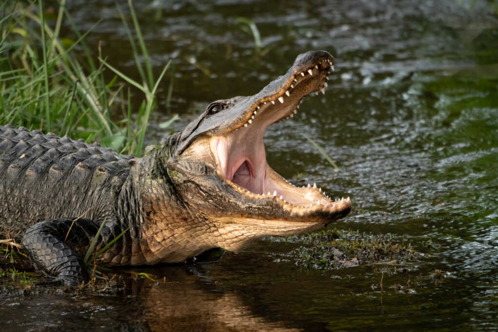 Fatal Alligator Attack SPARKS Outrage | Political Insiders