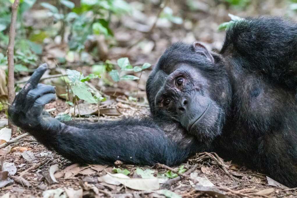 Chimpanzee Escape Triggers Zoo Panic! | Political Insiders