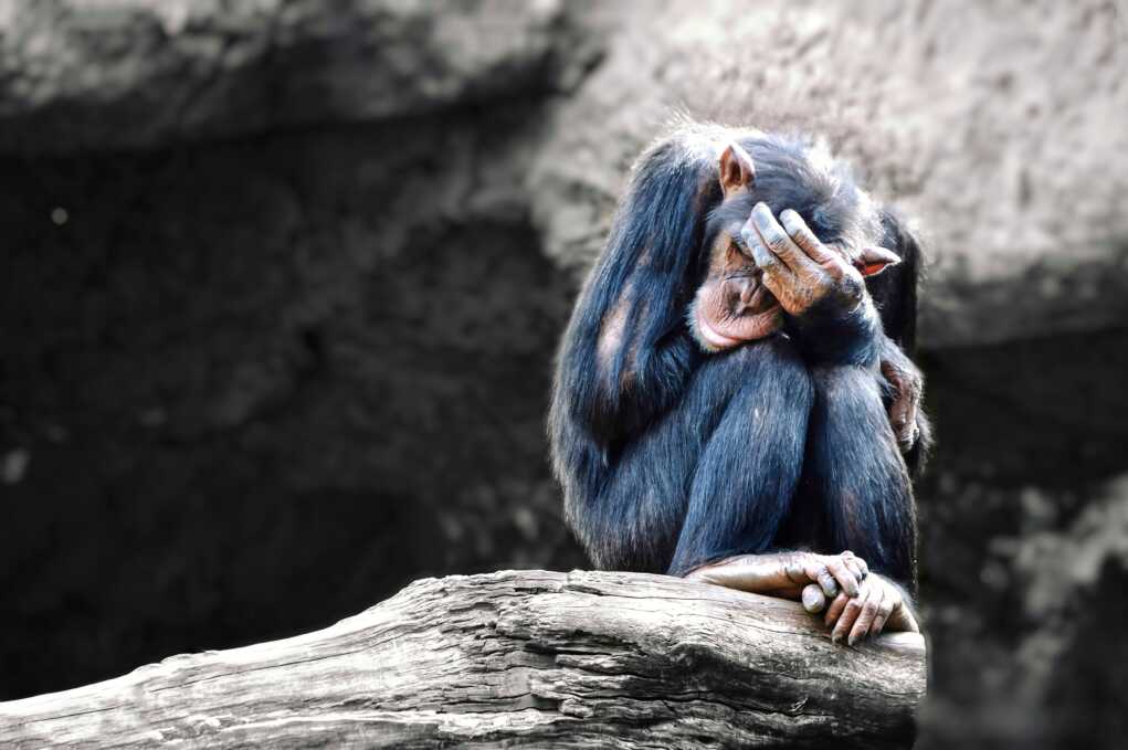 Indianapolis Zoo Lockdown After Chimpanzee Escape | Political Insiders